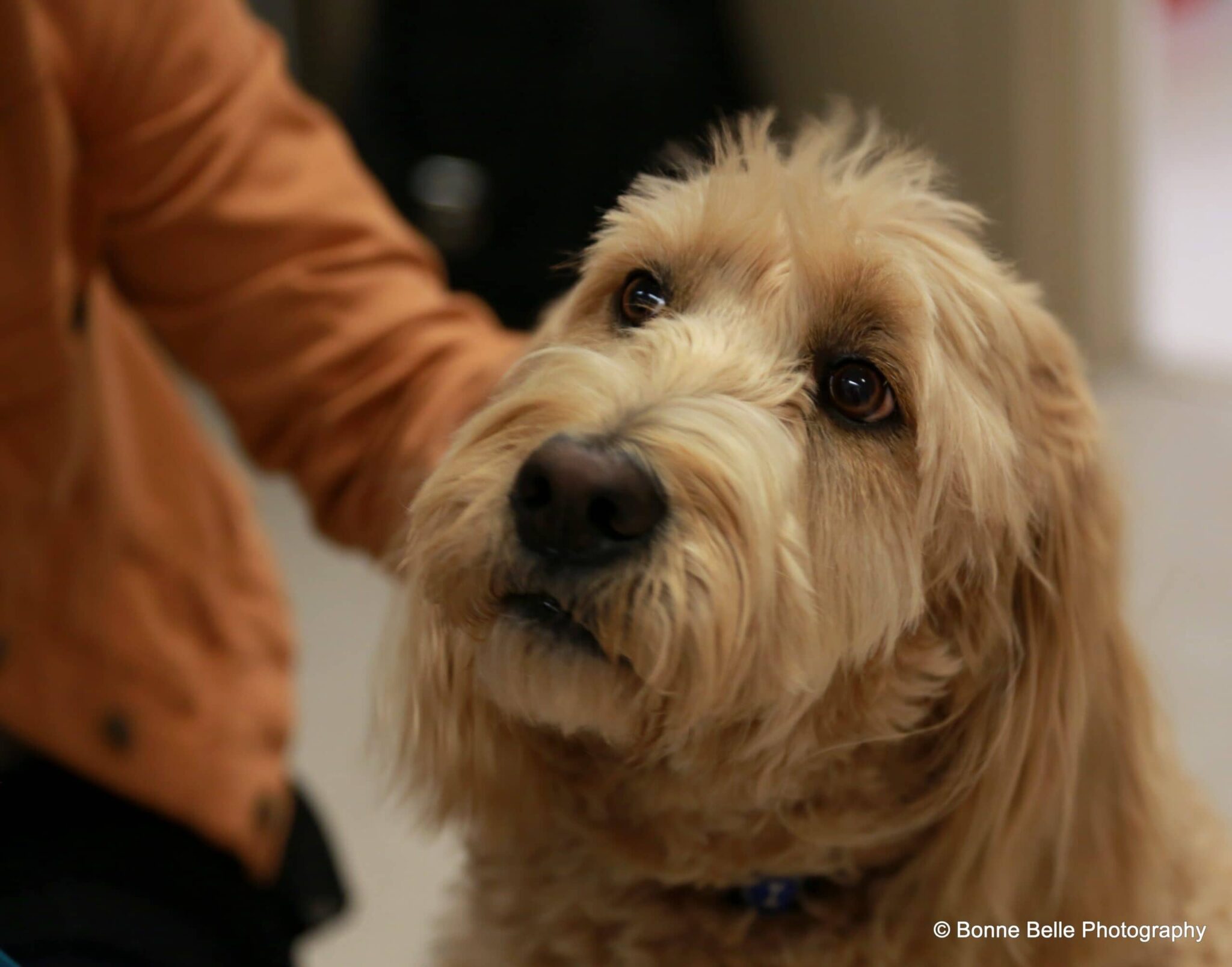 Kelowna Caring Canines Society – Our Dogs. Your Smiles